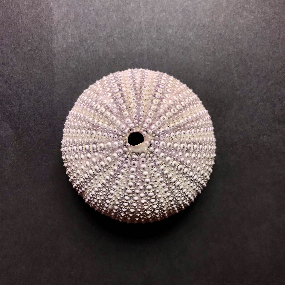 Light Purple Sea Urchin Shell - 6cm / 2.36inch - Natural Decorative ...