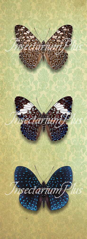 Set of 3 Realistic Looking Real Life Sized Butterfly Poster - Etsy