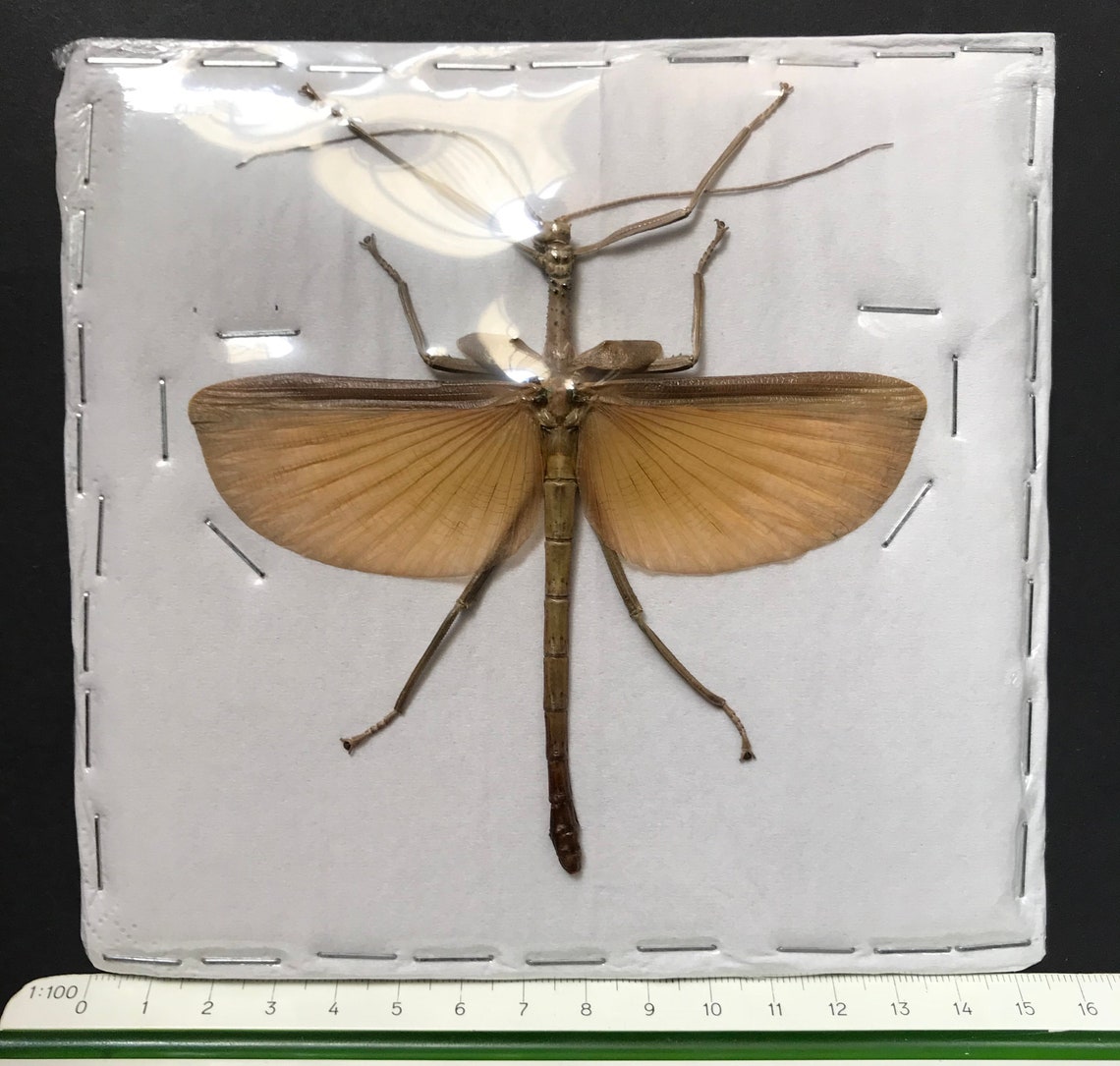 Diapherodes Gigantea Stick Insect Taxidermy Dried Unmounted - Etsy
