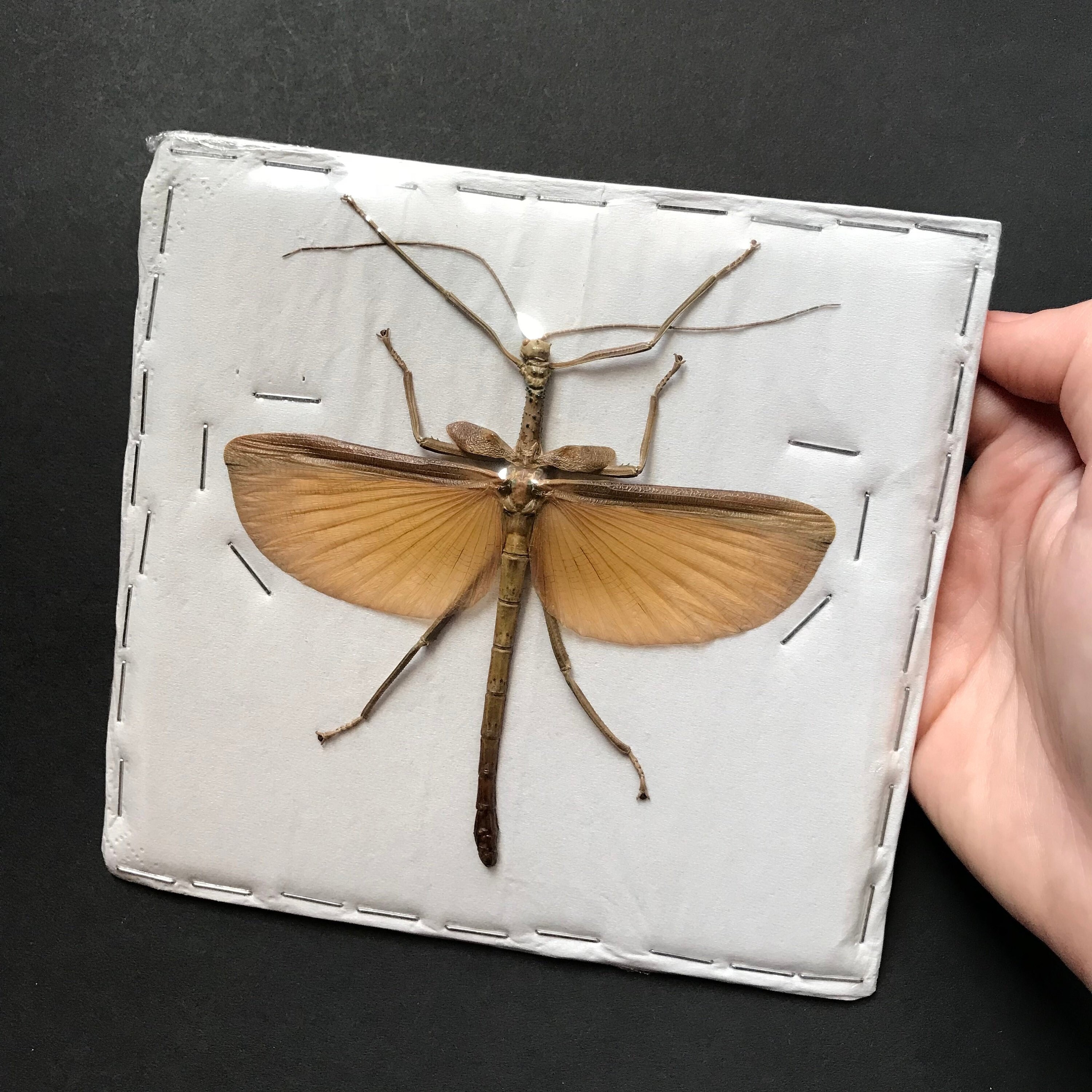 Diapherodes Gigantea Stick Insect Taxidermy Entomology - Etsy