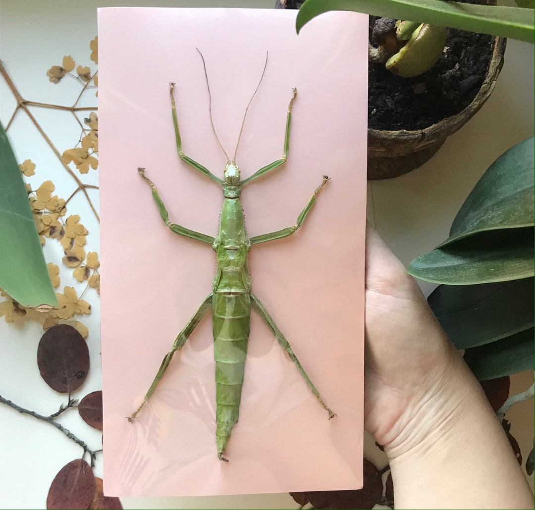 DIAPHERODES GIGANTEA Stick Insect Taxidermy - Adult Female - Entomology ...