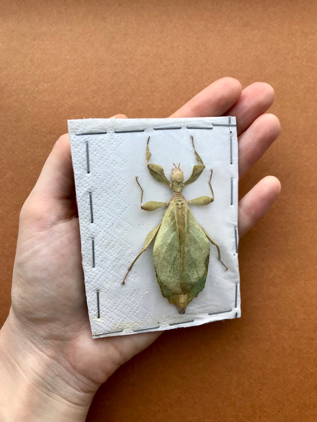 Phyllium Sp. Leaf Insect Taxidermy Ready to Be Framed Adult Female ...