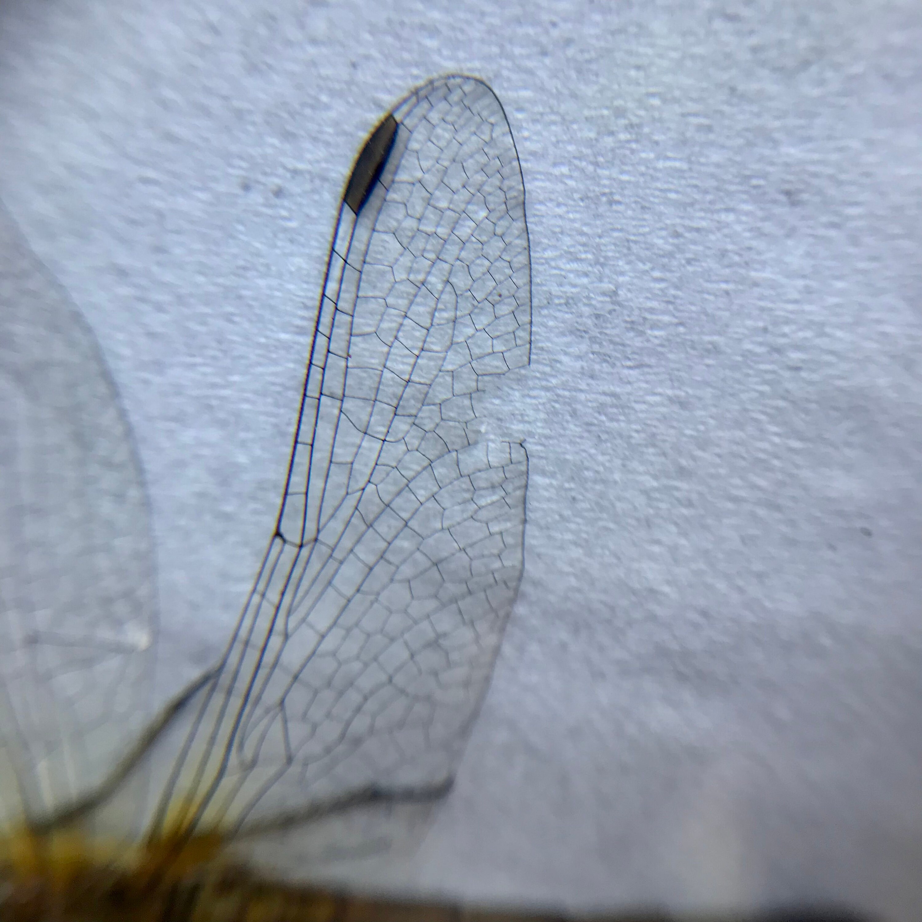 Yellow Dragonfly Insect Taxidermy Entomology Specimen - Etsy