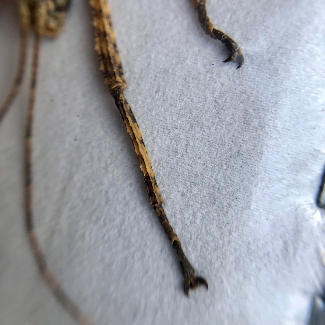 EURYCANTHA INSULARIS Nymph Insect Taxidermy Ready to Be - Etsy
