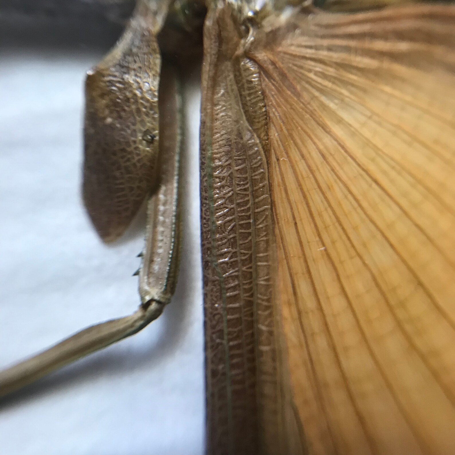 Diapherodes Gigantea Stick Insect Taxidermy Entomology - Etsy