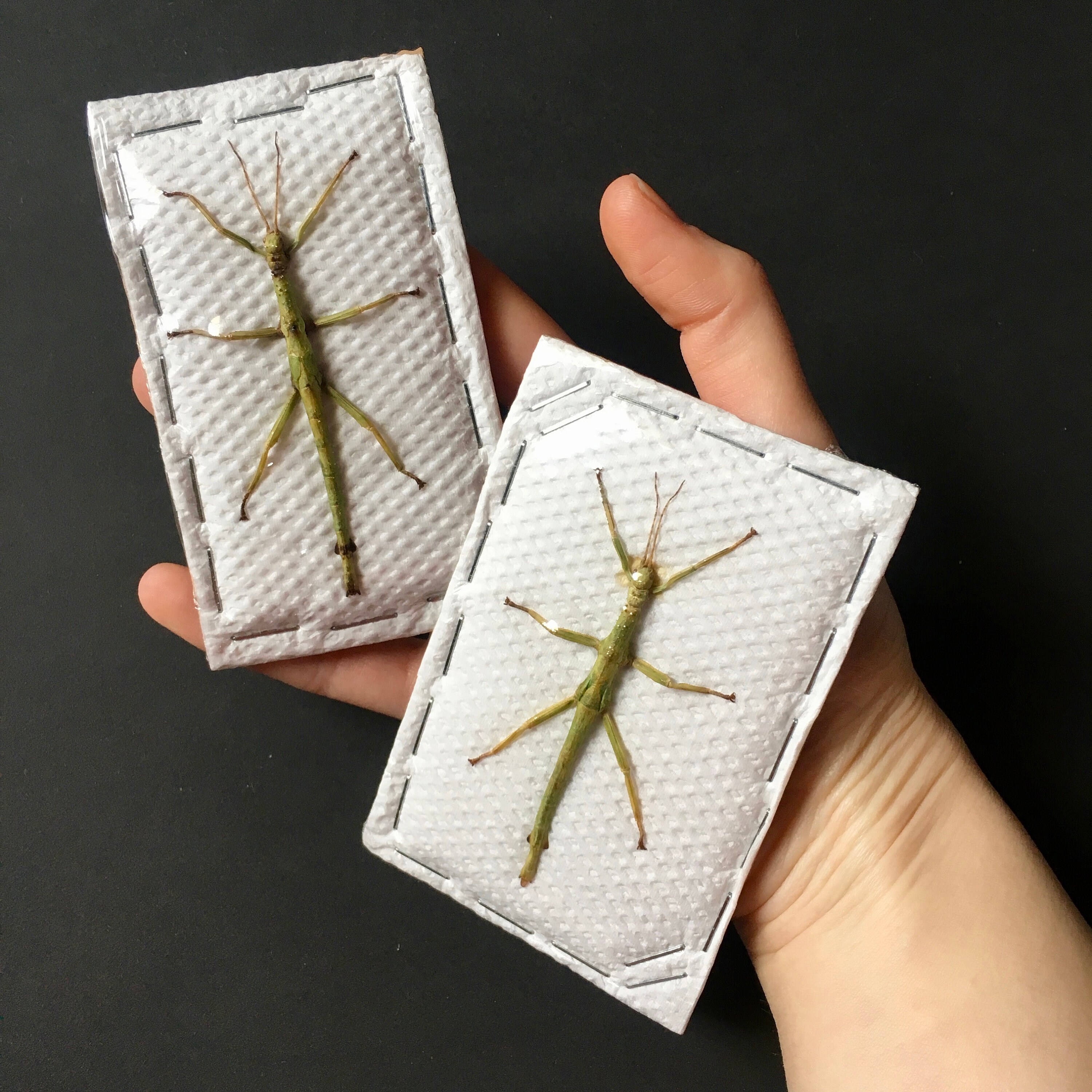 Diapherodes Gigantea Stick Insect Taxidermy Ready to Be - Etsy