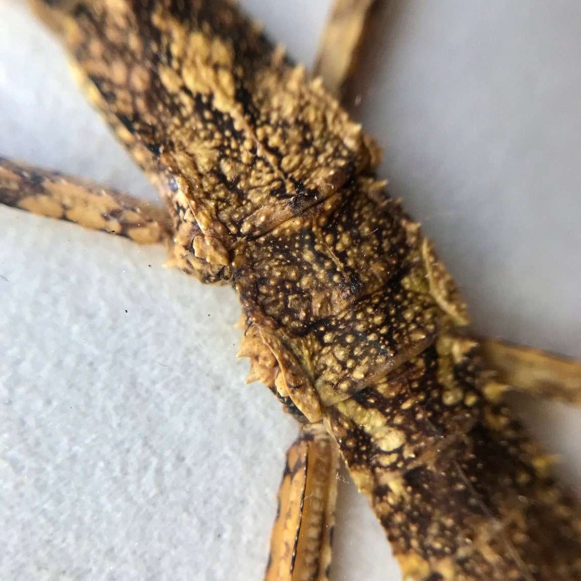 EURYCANTHA INSULARIS Nymph Insect Taxidermy Ready to Be - Etsy