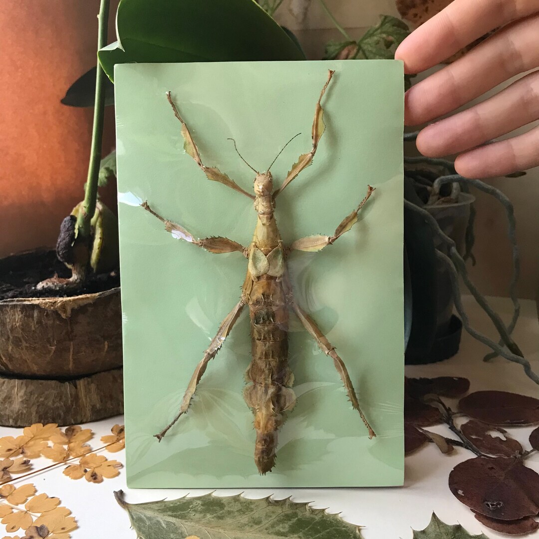 EXTATOSOMA TIARATUM Stick Insect Taxidermy - Adult Female - Entomology ...