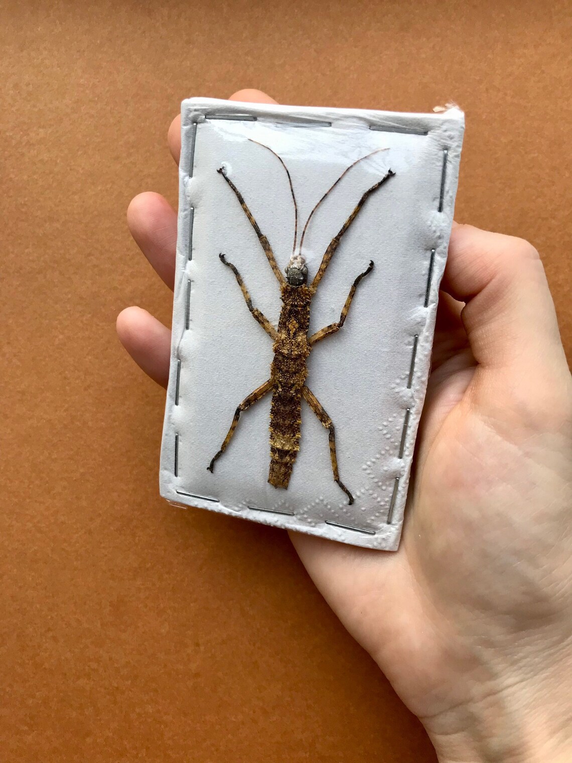 EURYCANTHA INSULARIS Nymph Insect Taxidermy Ready to Be - Etsy