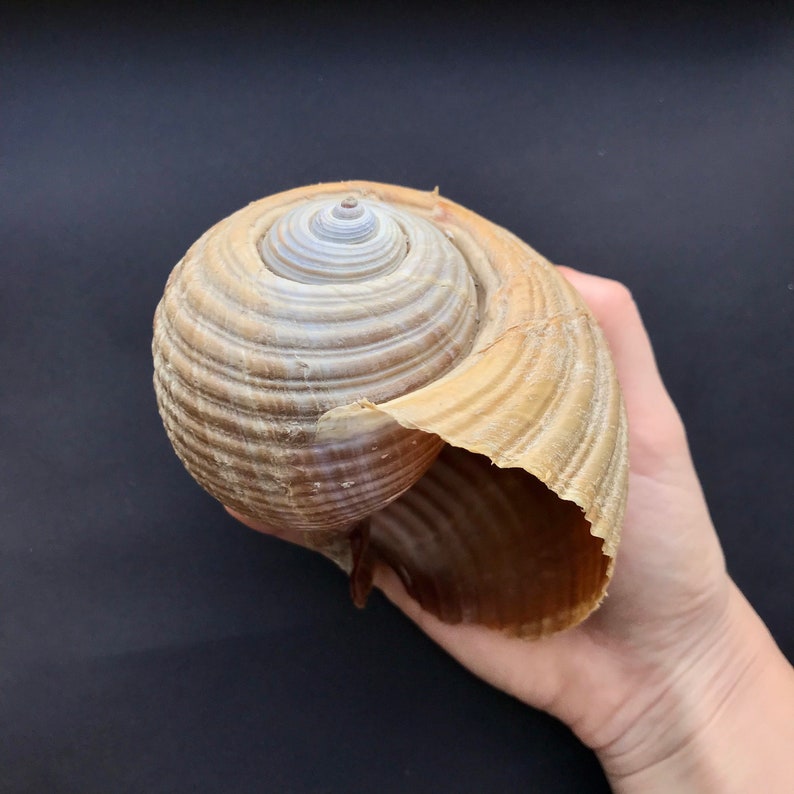 Real Natural Tonna Galea Seashell Untreated Piece Tun Sea - Etsy