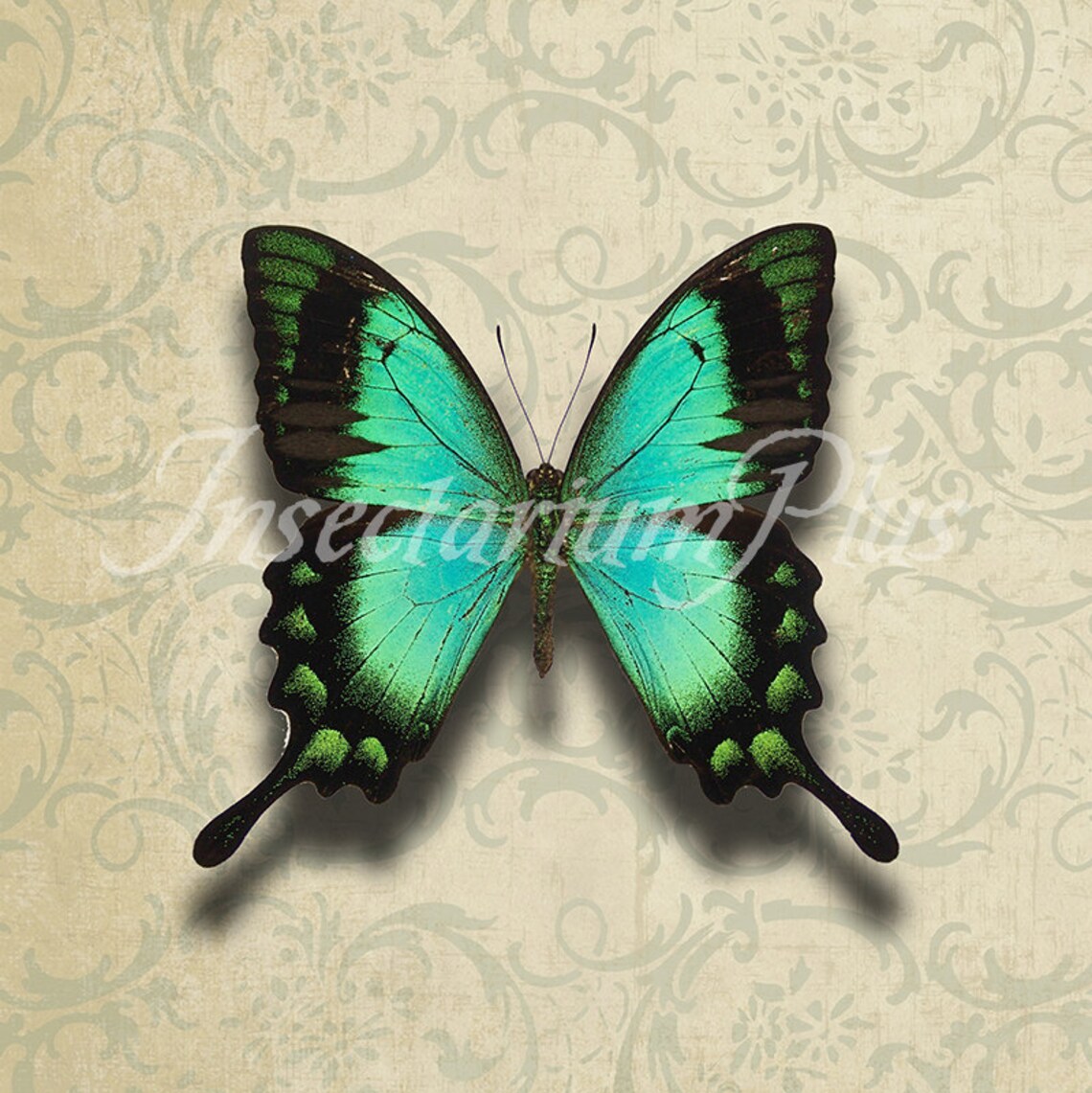 20x20cm Realistic Looking Real Life Sized Butterfly Poster - Etsy