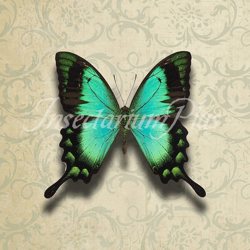 20x20cm Realistic Looking Real Life Sized Butterfly Poster - Etsy