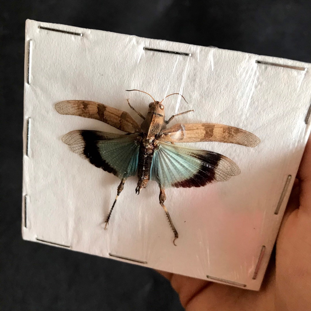 Beautiful Small LOCUST Taxidermy - Ready to Be Framed Grasshopper ...