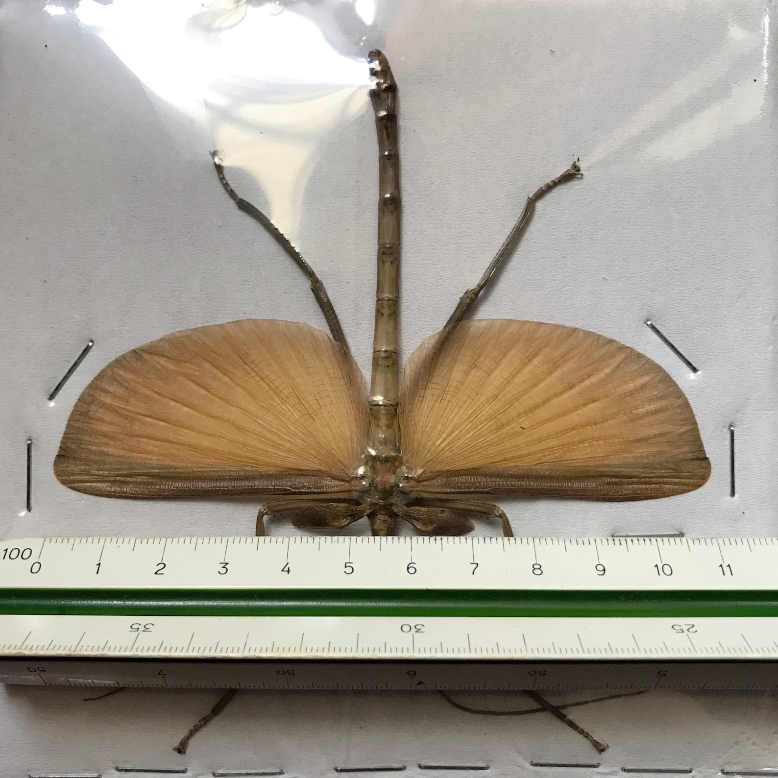 Diapherodes Gigantea Stick Insect Taxidermy Dried Unmounted - Etsy