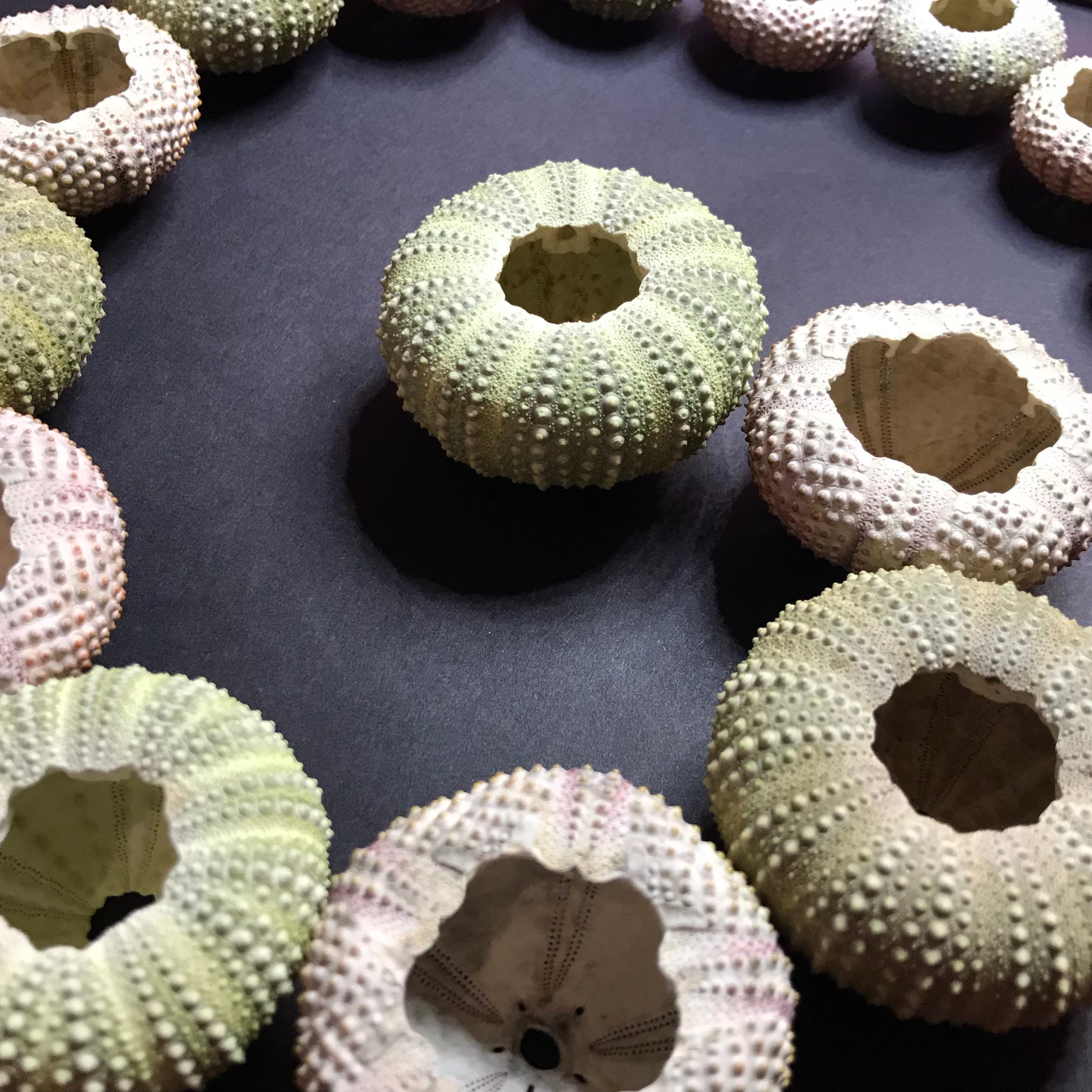 15 Colorful Sea Urchins Real Green and Pinkish-orange Urchin Shells for ...