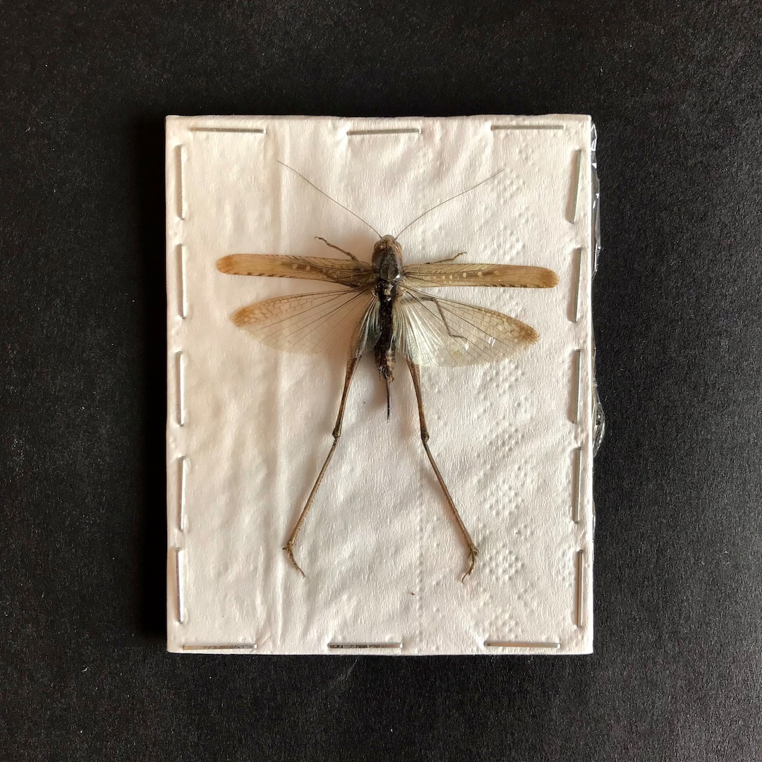 Female LOCUST Taxidermy Ready to Be Framed Entomology Specimen ...