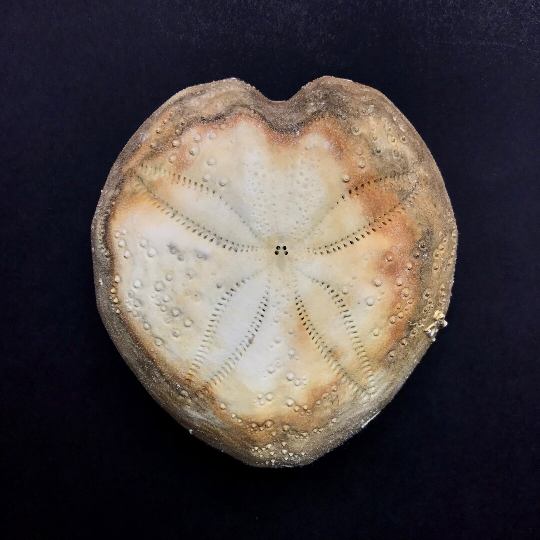 SPATANGUS SP. 8.2cm / 3.22inch Big Old Heart Sea Urchin Natural Sea ...
