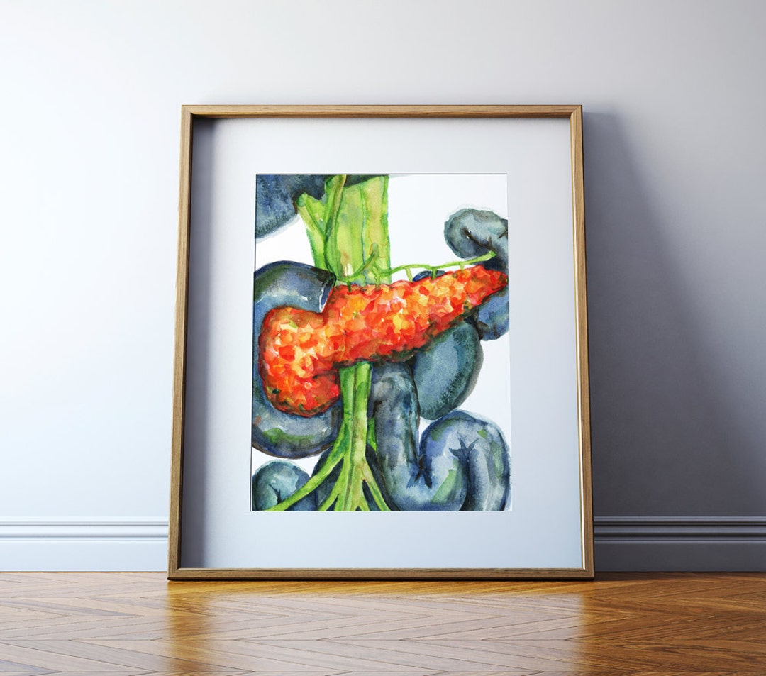 Pancreas, Intestines and Vasculature Watercolor Print - Endocrine Art ...