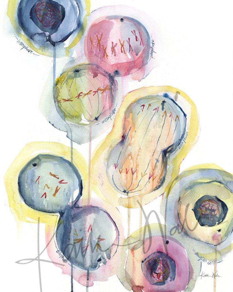 Mitosis Watercolor Print - Histology Art Print - Cell Division Painting ...