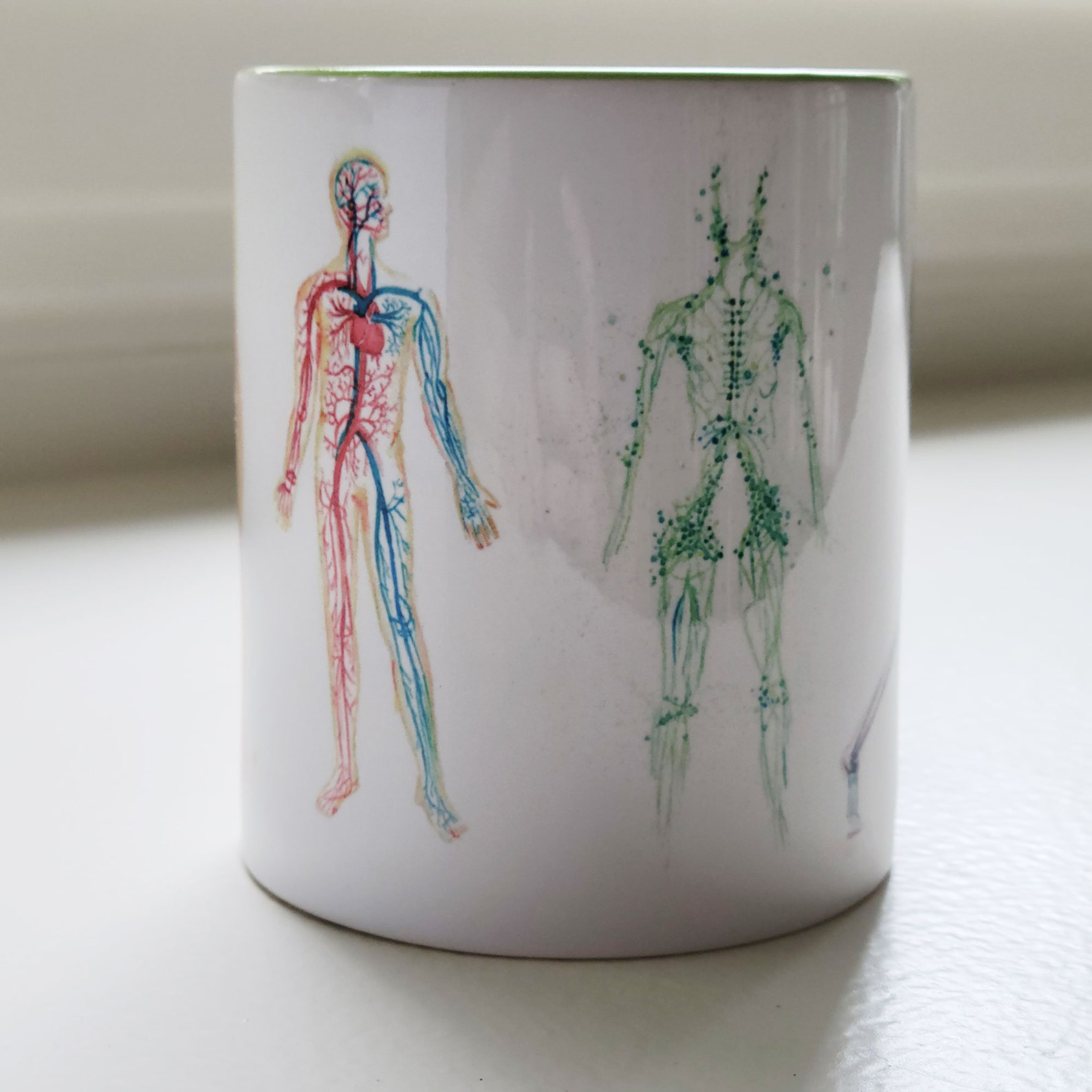 Body Systems in Color Anatomy Mug Nervous System Lymphatic - Etsy