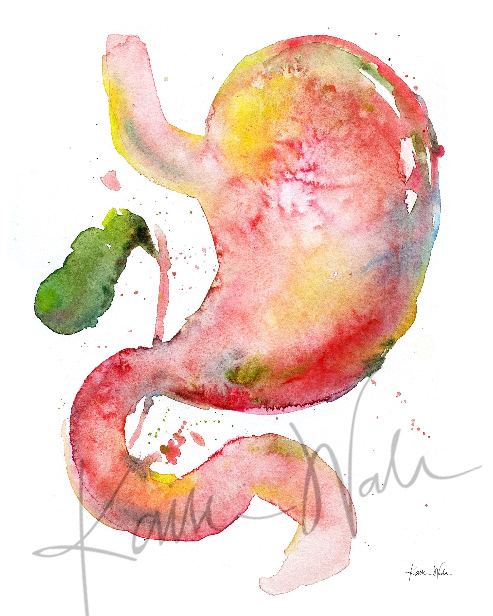 Stomach, Duodenum & Gallbladder Watercolor Print - Gastrointestinal Art ...