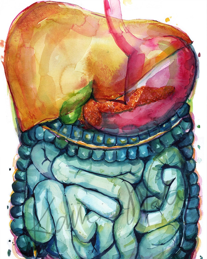 GI System Watercolor Print - Surgery Art - Gift for Surgeon ...