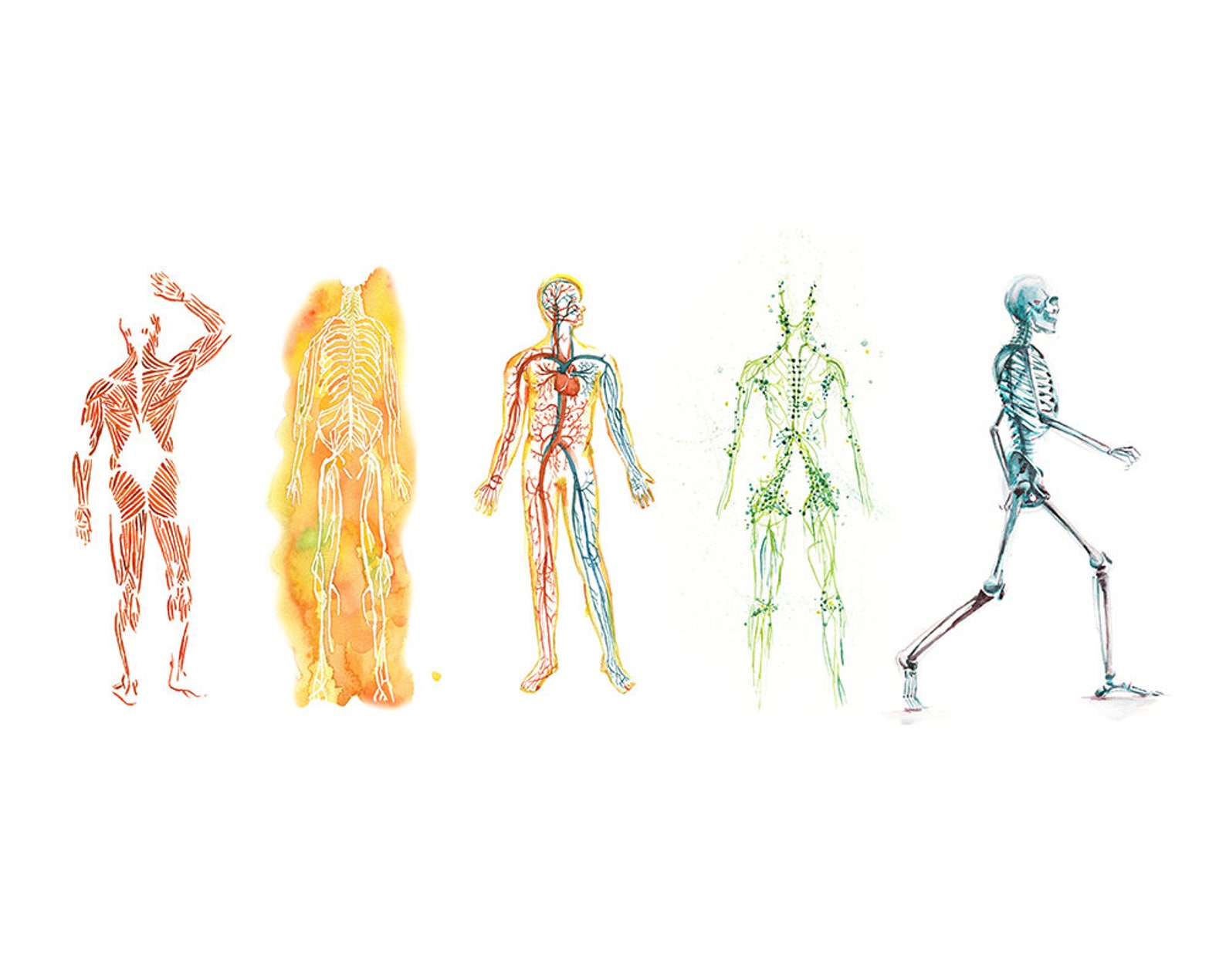 The Five Body Systems Muscular Nervous Circulatory - Etsy