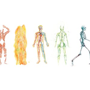 The Five Body Systems Muscular Nervous Circulatory - Etsy