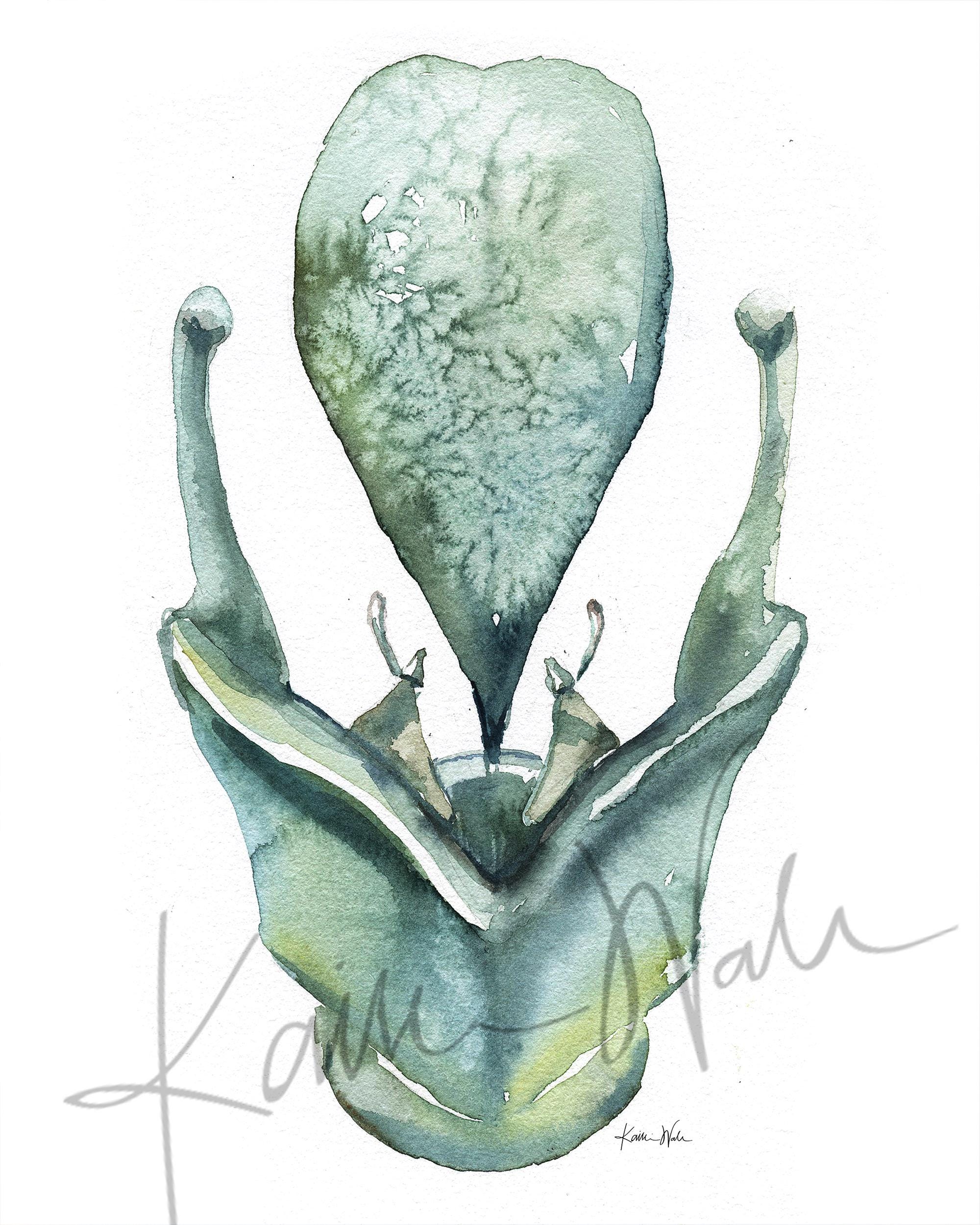 Cartilage of the Larynx Watercolor Print - Larynx Watercolor - Speech ...
