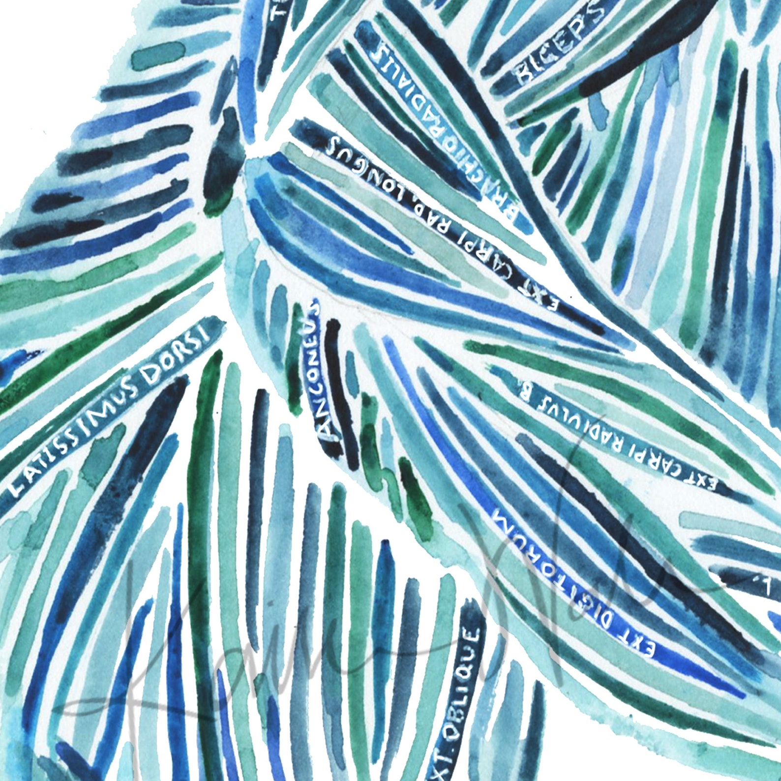 Muscle Anatomy Watercolor Print Muscle Painting Labeled - Etsy