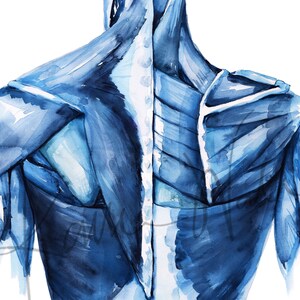 Muscles of the Back in Navy Watercolor Print - Muscle Painting - Gift ...