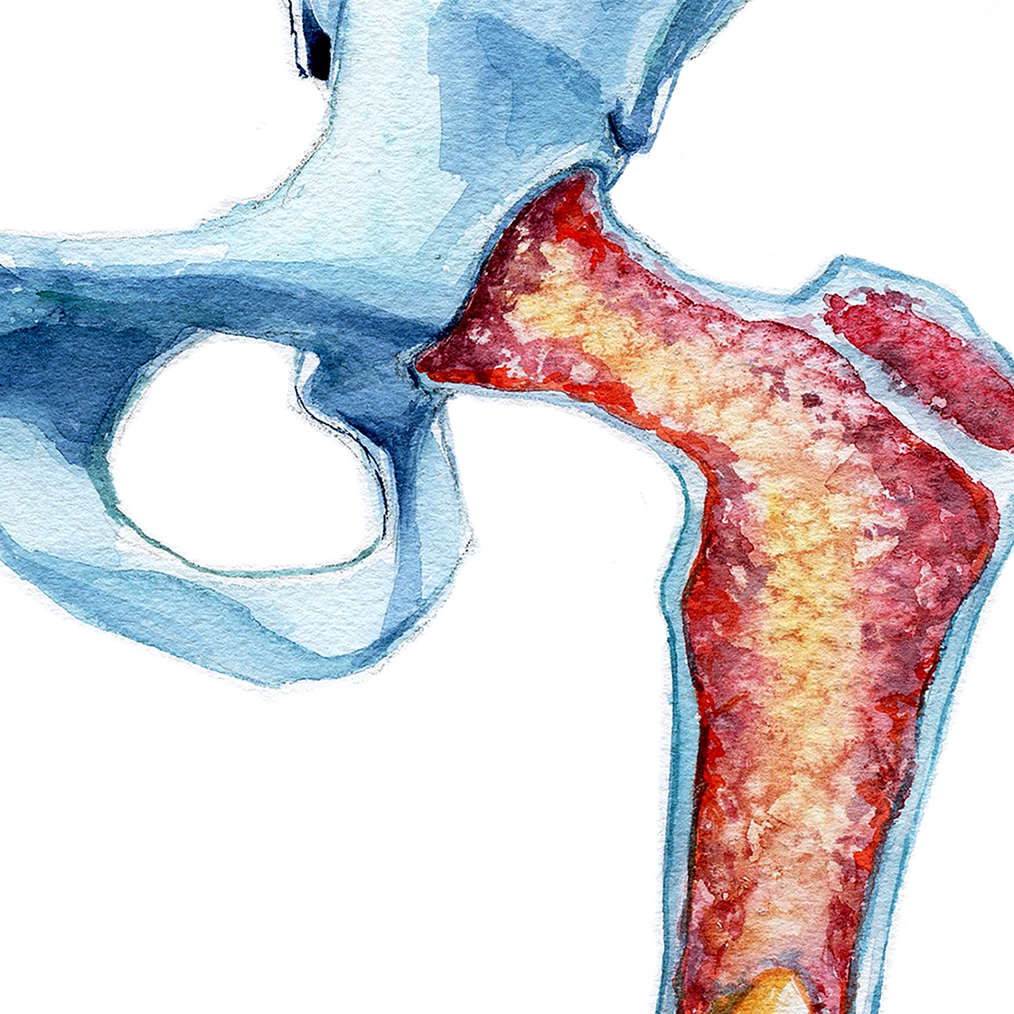 Bone Marrow Watercolor Print Pelvis and Femur Watercolor - Etsy