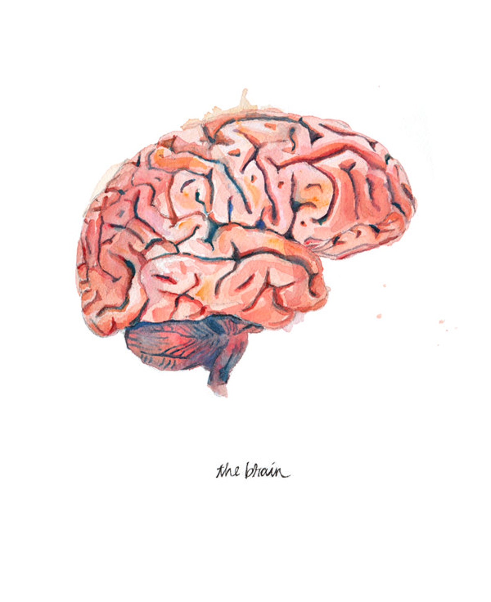 The Human Brain, Sagittal View Watercolor Print - Anatomical Brain Art ...