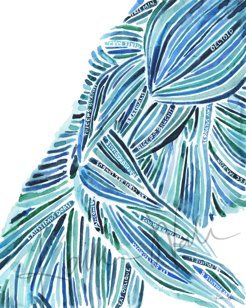 Muscle Anatomy Watercolor Print Muscle Painting Labeled - Etsy