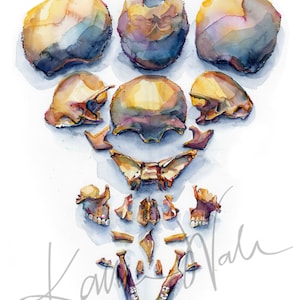 Exploded View of Skull I Watercolor Print - Skull Art - Bones ...