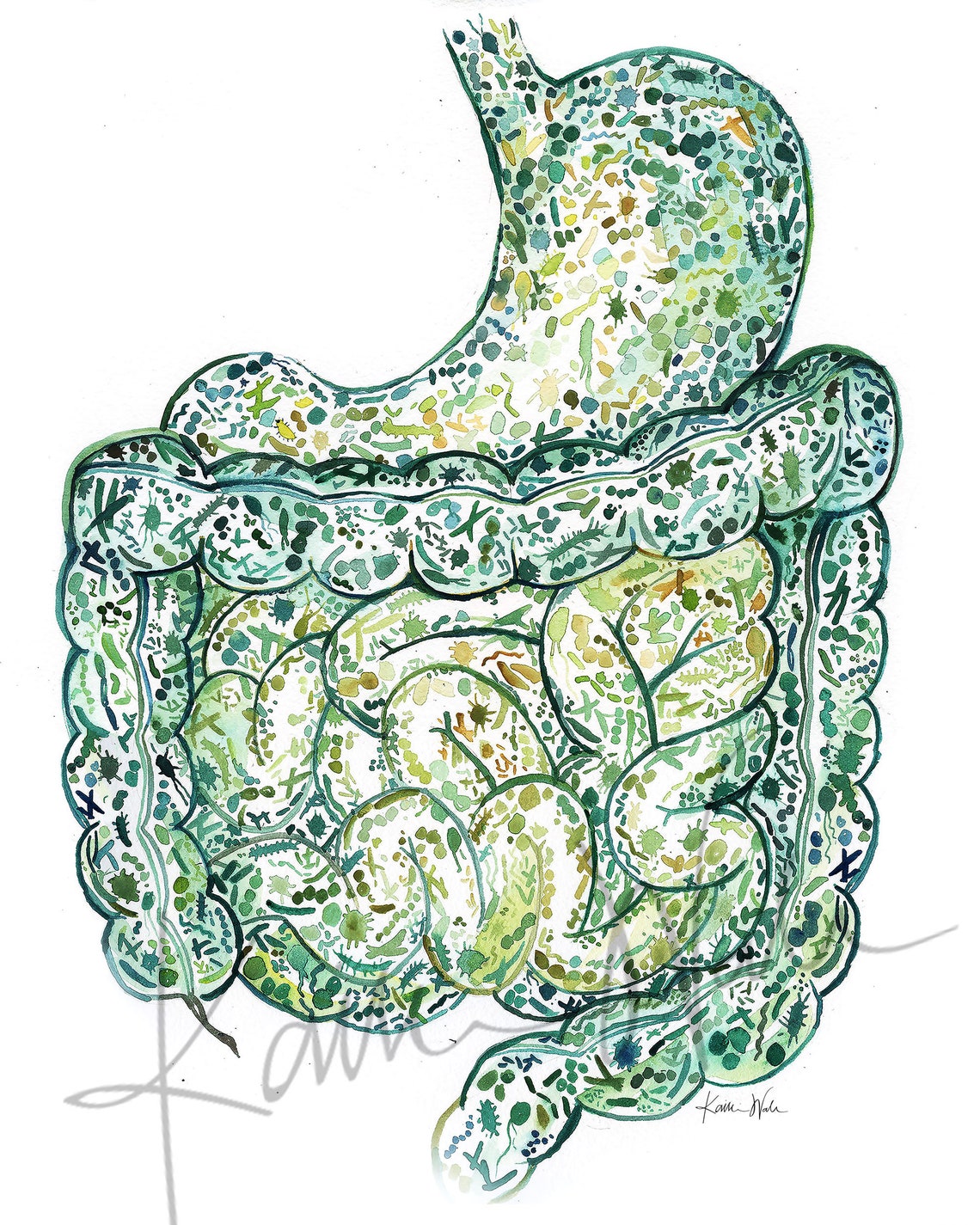 Gut Microbiome Watercolor Print - Gut Health - Gastrointestinal Art ...