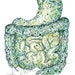 Gut Microbiome Watercolor Print - Gut Health - Gastrointestinal Art ...