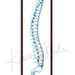 Spinal Column Watercolor Print - Spine Art - Orthopedic Art - Spinal ...