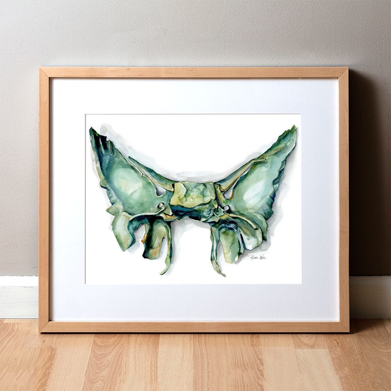 Sphenoid Watercolor Print - Bone Art - Neurology Art - Orthopedic Wall ...