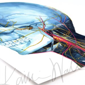 Skull and Neck Anatomy Left View Watercolor Print - Muscular Painting ...