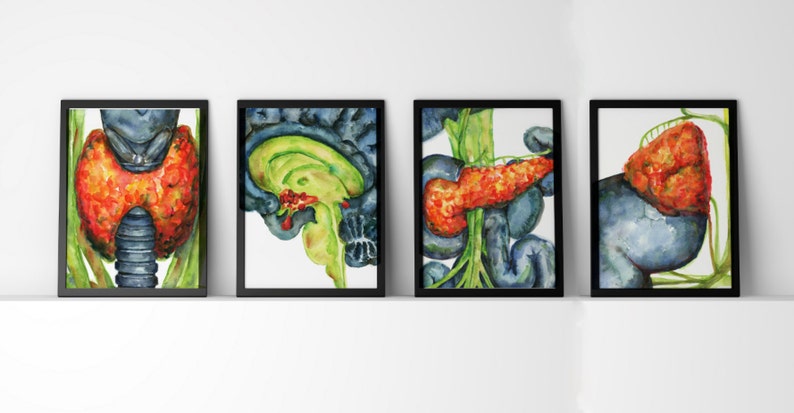 Endocrine Watercolor Prints Set of 4 - Thyroid, Pancreas, Kidney ...
