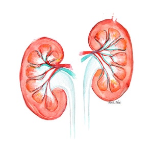 Set of 3 Nephrology Watercolor Prints - Kidneys, Blood Cells ...