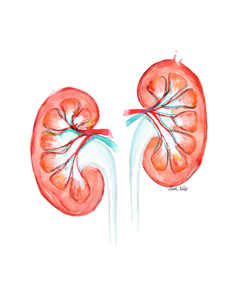 Set of 3 Nephrology Watercolor Prints - Kidneys, Blood Cells ...