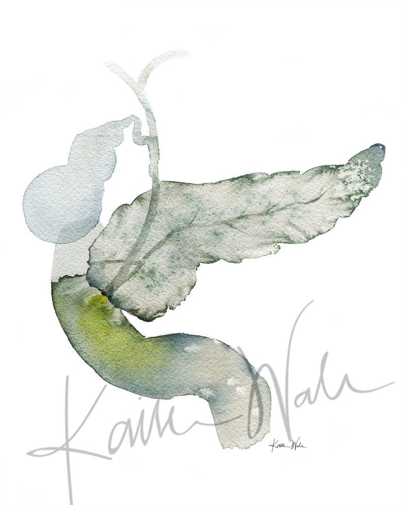 Ampulla of Vater Watercolor Print - Gastrointestinal Art - Gut Art ...