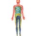 Body Systems 3-piece Watercolor Print Set Anatomy Art Set Muscular ...