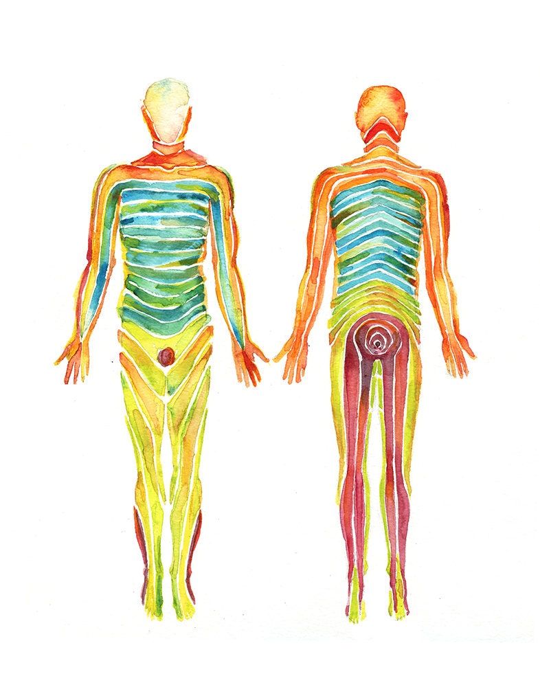 Dermatomes Watercolor Print in Red Green Blue - Nervous System ...