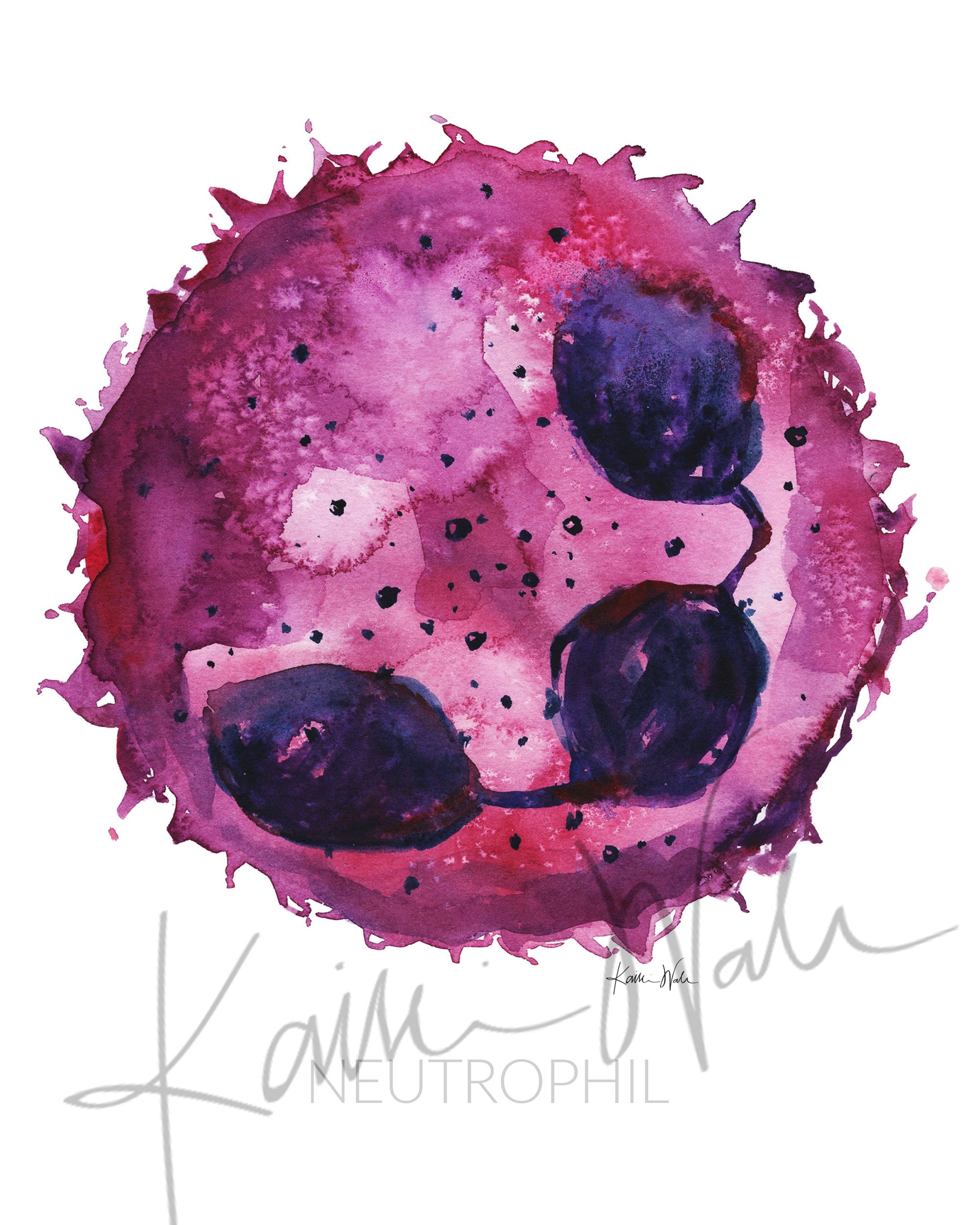 White Blood Cells Watercolor Print Set - Hematology Art - Blood Cells ...