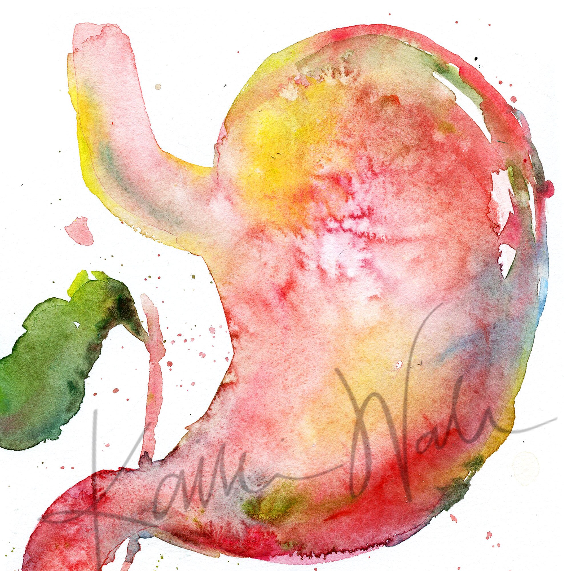 Stomach, Duodenum & Gallbladder Watercolor Print - Gastrointestinal Art ...