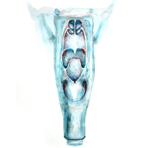 Pharynx in Blue Watercolor Art Print - Dental ENT and Speech Pathology ...