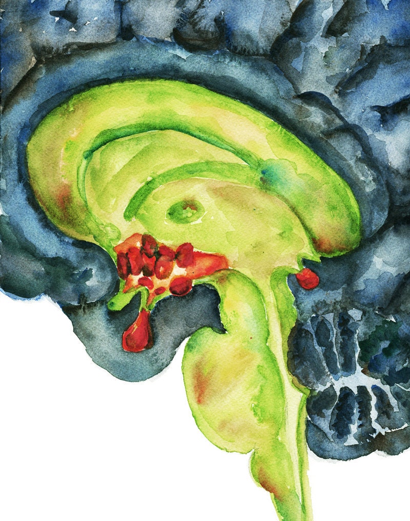 Pineal Gland, Hypothalamus and Pituitary Watercolor Print - Endocrine ...